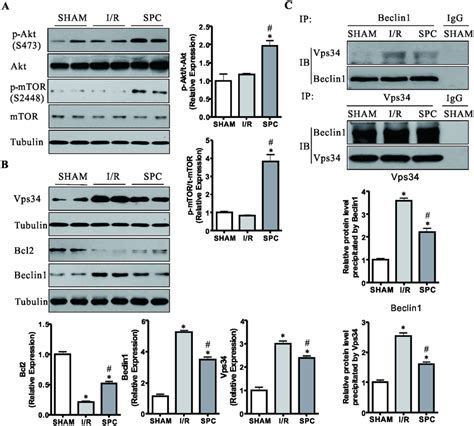 Spc Plays An Important Regulatory Role In The Expression Of Class I Iii Download Scientific