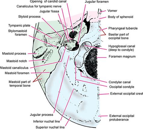 Carotid Canal Of Temporal Bone