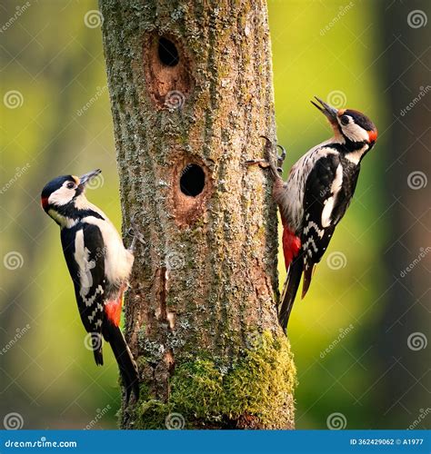 Set Of Woodpeckers Birds Outline Vector Cartoon Illustration