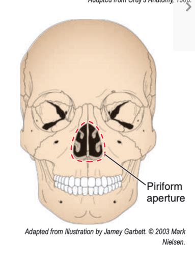 Piriform Aperture