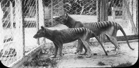 Secrets From Beyond Extinction The Tasmanian Tiger Pursuit By The