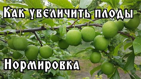 Как добиться крупного размера на диплоидных сливах? - YouTube