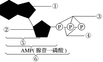 步步高浙江专用2017届高考生物二轮复习专题四atp和酶试题 Word文档在线阅读与下载 无忧文档