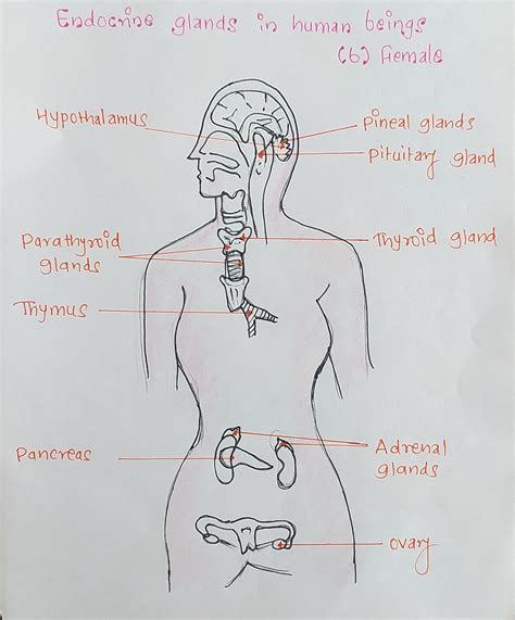 Labelled Diagram Of Endocrine Glands In Human Being Female