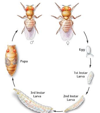 Genetics Chapter Extranuclear Inheritance Flashcards Quizlet