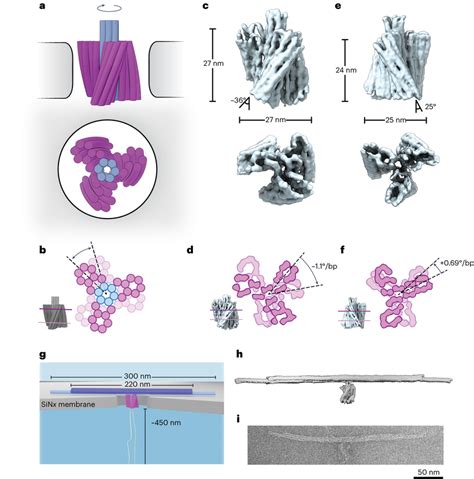 Design Of A Nanopore Powered Dna Origami Turbine A Schematic Of A