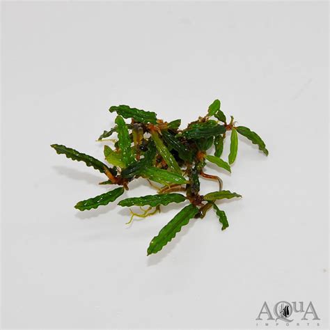 Bucephalandra Catherine Aqua Imports