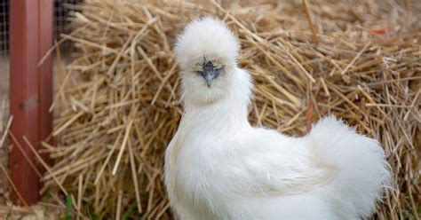 Silkies Silkies