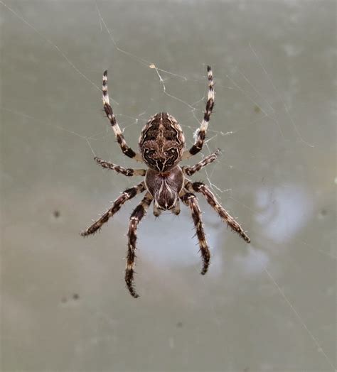 Bug Eric Bridge Orbweaver Gray Cross Spider