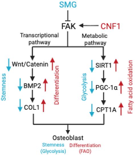 Focal Adhesion Kinase Activation Plays A Critical Role In The