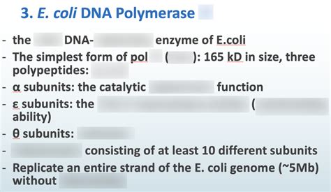 E Coli Dna Pol Iii Diagram Quizlet