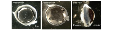 Figure S6 Photos Depicting Partial Dissection Of Mouse Lenses A The Download Scientific
