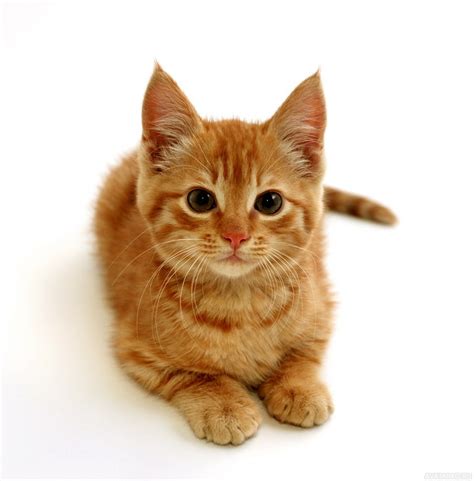 Рыжий котёнок лежит на белом фоне — Фото на аву