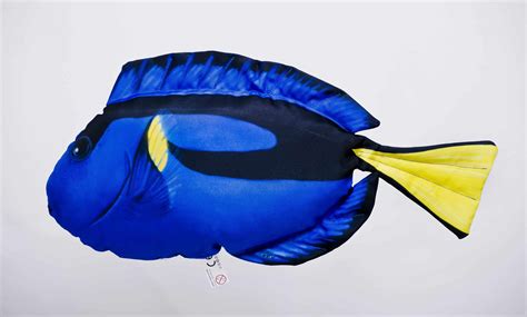 Gaby Picasso Doktersvis Dory Viskussen Betaalbaar Duiken