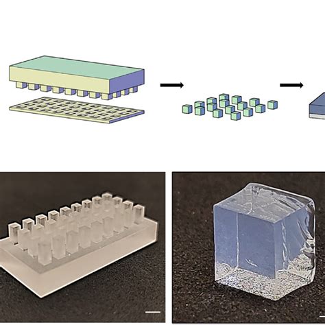 The Polyacrylamide Gel Stiffness Measurement Procedure Using The