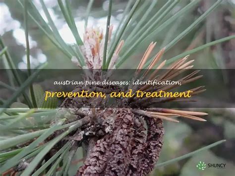 Austrian Pine Diseases Identification Prevention And Treatment Shuncy