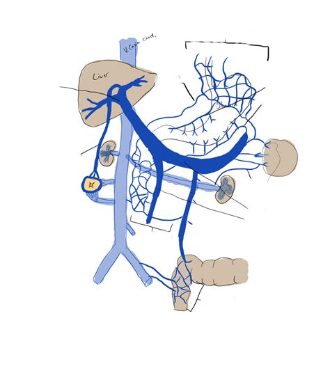 Abdominal Veins Diagram Quizlet
