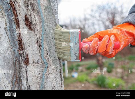 Care Tree After Winter Stock Photo Alamy