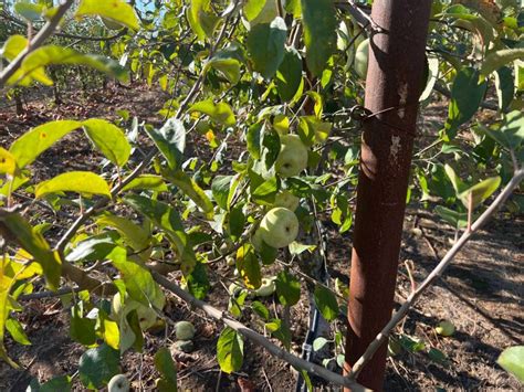 Крым с 2014 года направил на поддержку сельского хозяйства 24 8 млрд рублей Лента новостей Крыма