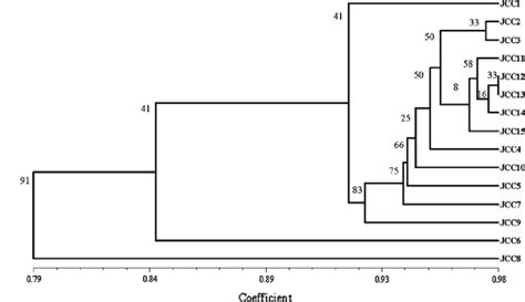 Dendrogram Showing Genetic Relationship With Bootstrapping Values Among
