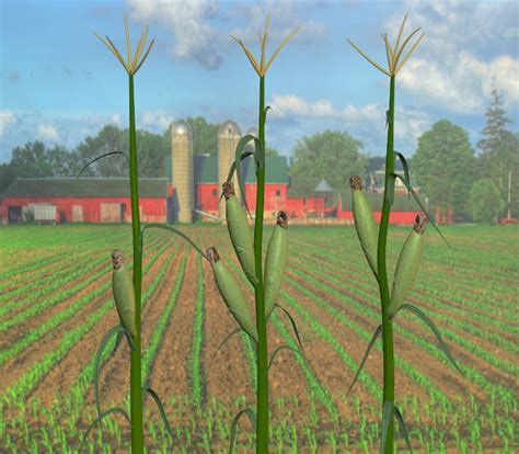Corn Plant Models Poser World 3d Figure Club
