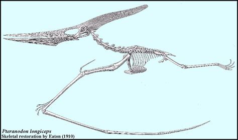 Pterodactyl Skeleton Drawing