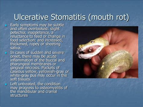 Ppt Reptiles Health Care Powerpoint Presentation Free Download Id