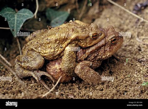 Earth Toad Bufo Bufo Two Toads Mating Animals Animal Toad Amphibians