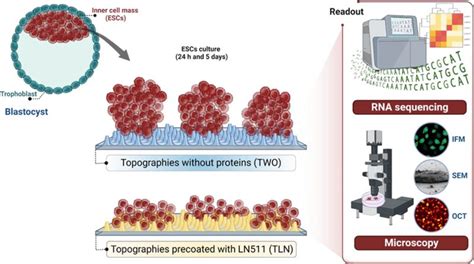 Sadegh Ghorbani On Linkedin Protein Nanotopography Embryonic Stem