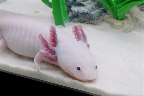 Axolotl Care Guide How To Take Care Of Axolotls For Beginners