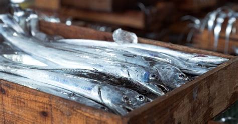 갈치가 가장 맛있는 시즌 80일만 판매해요 정육각 판매시작