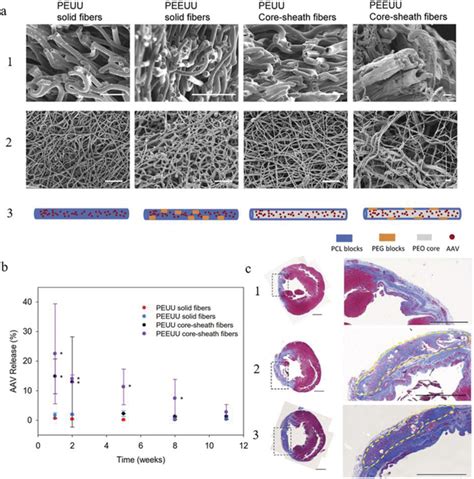 A Sem Images And Schematic Illustrations On Aav Encapsulation Download Scientific Diagram