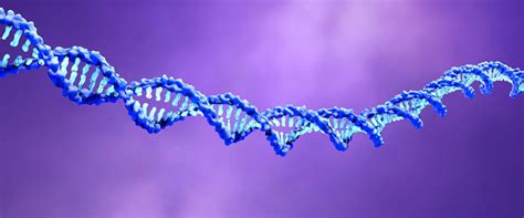 Understanding Myotonic Dystrophy Nmns Potential Role