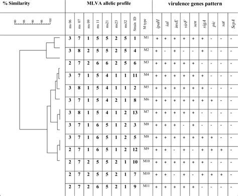 upgma dendrogram based on mlva type of isolates in regard to their