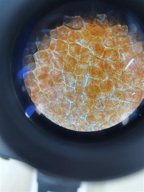 辣椒显微镜观察图片 用显微镜观察辣椒 各种辣椒图片 第2页 大山谷图库