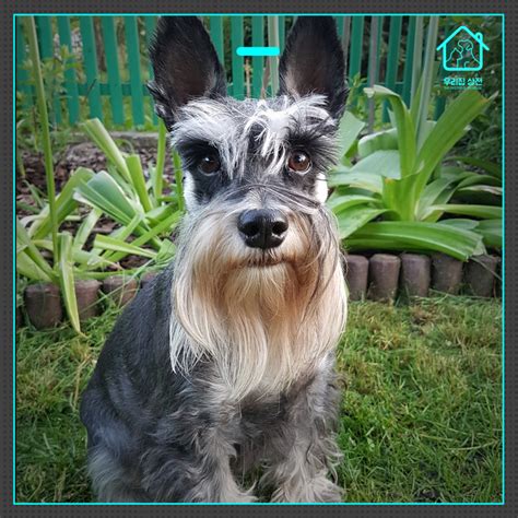 3대 악마견 화이트 블랙 실버 미니어처 슈나우저 유전병과 특징 네이버 블로그 3대 악마견 화이트 블랙 실버 미니어처 슈나우저 유전병과 특징 네이버 블로그