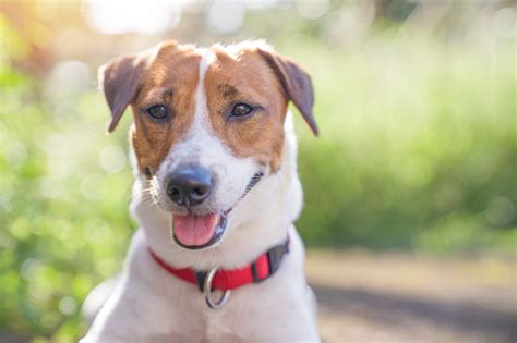 행복한 즐겁고 장난 잭 러셀 개 휴식과 여름 휴가 휴가에 공원 야외 와 외부에서 Gress 정원에 휴식 0명에 대한 스톡 사진 및 기타 이미지 Istock