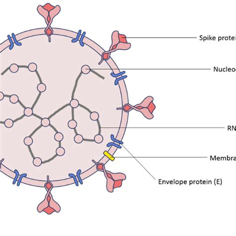 The Structure Of Sars Cov 2 Download Scientific Diagram