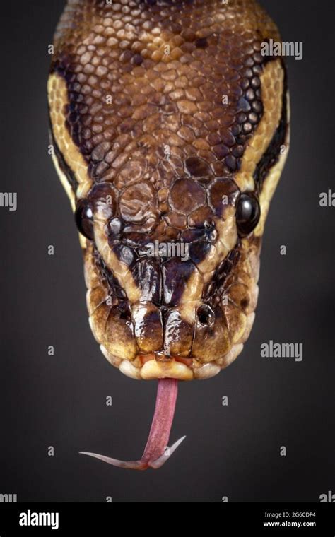 Royal Python Python Regius Studio Photography Stock Photo Alamy