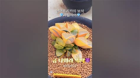 남아프라카의 보석 하월시아💎 금이 어디있나 찾아볼까요 다육 다육식물 다육이 Succulent Plants 하월시아 반려식물 초보식집사 Cactus