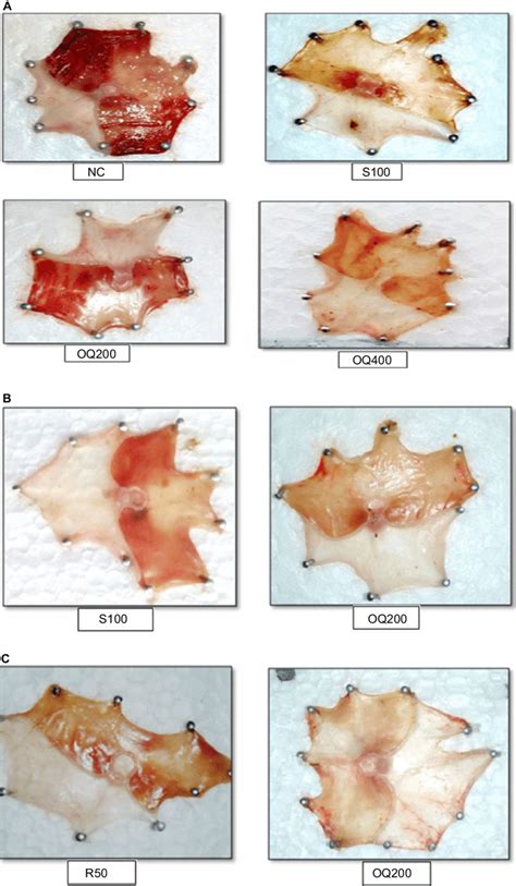 A Ethanol Induced Ulcer Single Dose Study B Ethanol Induced