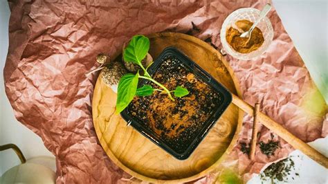 قارچ‌ کش طبیعی رویان تیسان