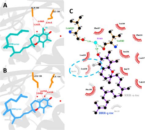 A B Real space comparison of the binding pockets of wild type α TTP Download Scientific
