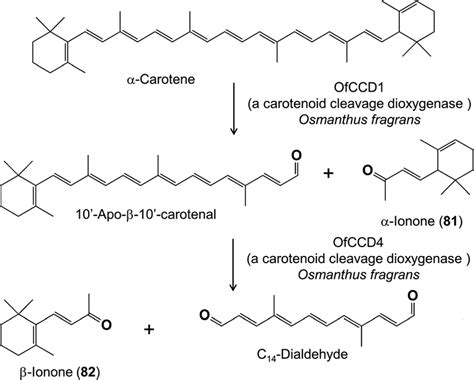 Cleavage Of A Carotenoid To Volatile Apocarotenoids By Carotenoid