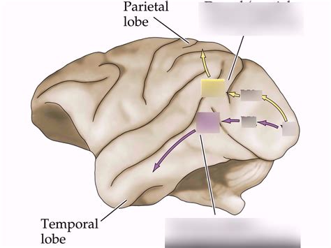 Visual Cortices Diagram Quizlet
