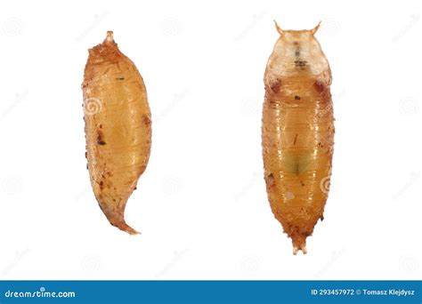 Vinegar Fly Fruit Fly Drosophila Melanogaster Pupae In Various