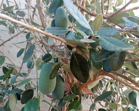Feijoa Sunnyvale Garden