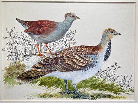Original Bird Watercolour Mallee Fowl From Book ‘australian Birds