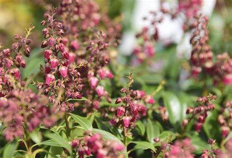 26 Best Deer Resistant Shrubs For Landscaping And Gardens