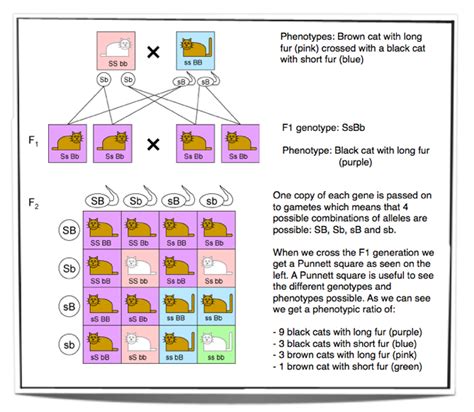 Ib Biology Notes 102 Dihybrid Crosses And Gene Linkage